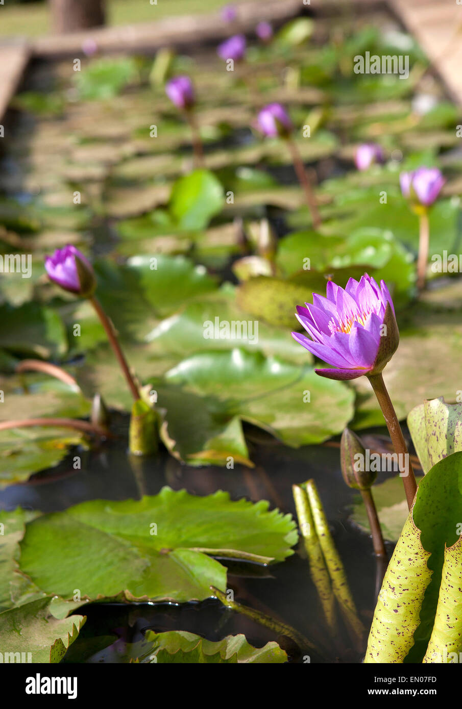 SRI LANKA: Sorowwa Hotel in Habarana,lotus flowers Stock Photo - Alamy