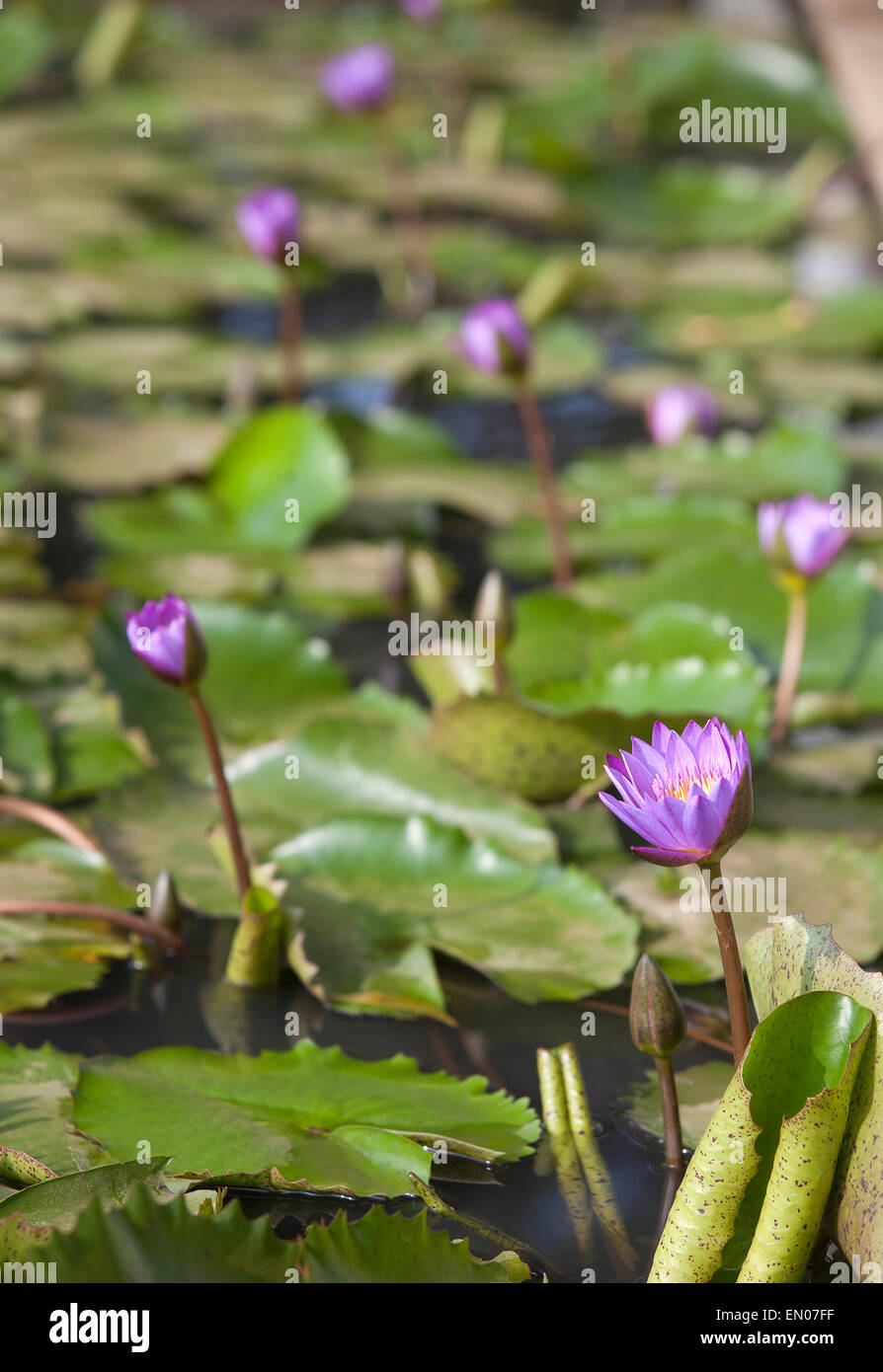 SRI LANKA: Sorowwa Hotel in Habarana,lotus flowers Stock Photo - Alamy