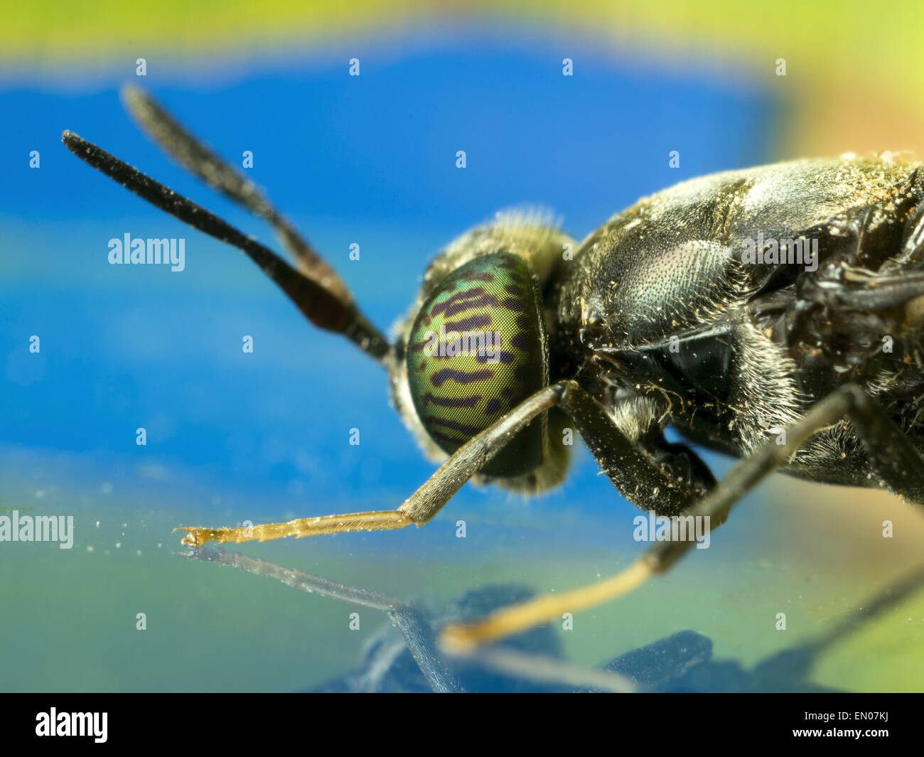 Black soldier fly close hi-res stock photography and images - Alamy