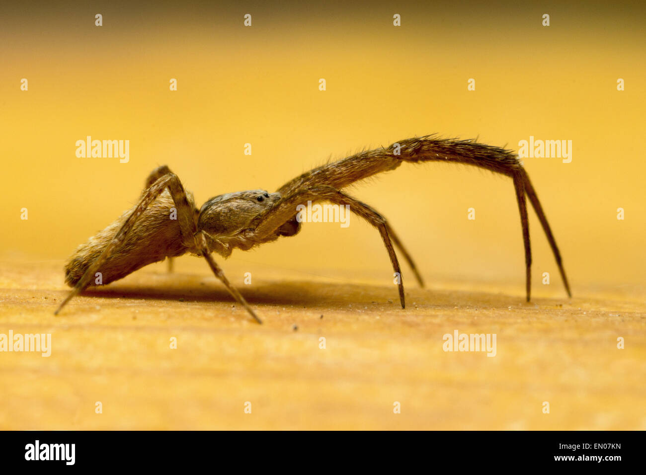 Spider at 2X life size magnification Stock Photo - Alamy