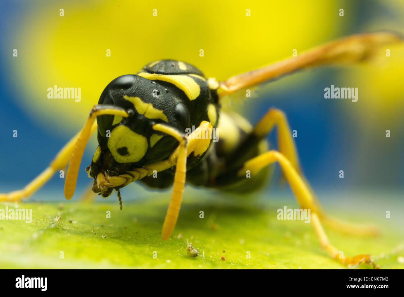 Wasp very close up Stock Photo - Alamy