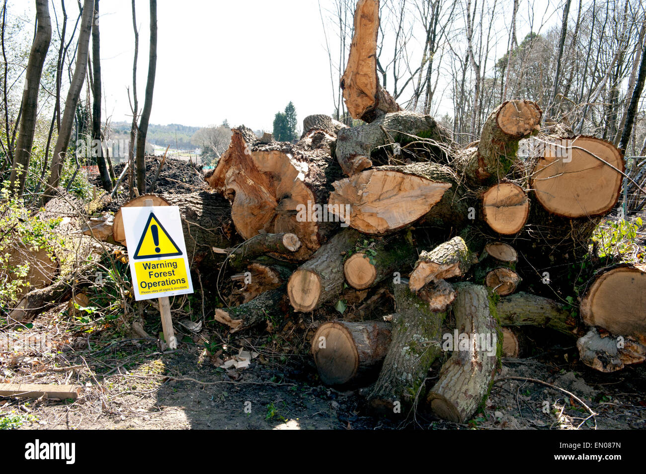 Felled english trees hi-res stock photography and images - Alamy