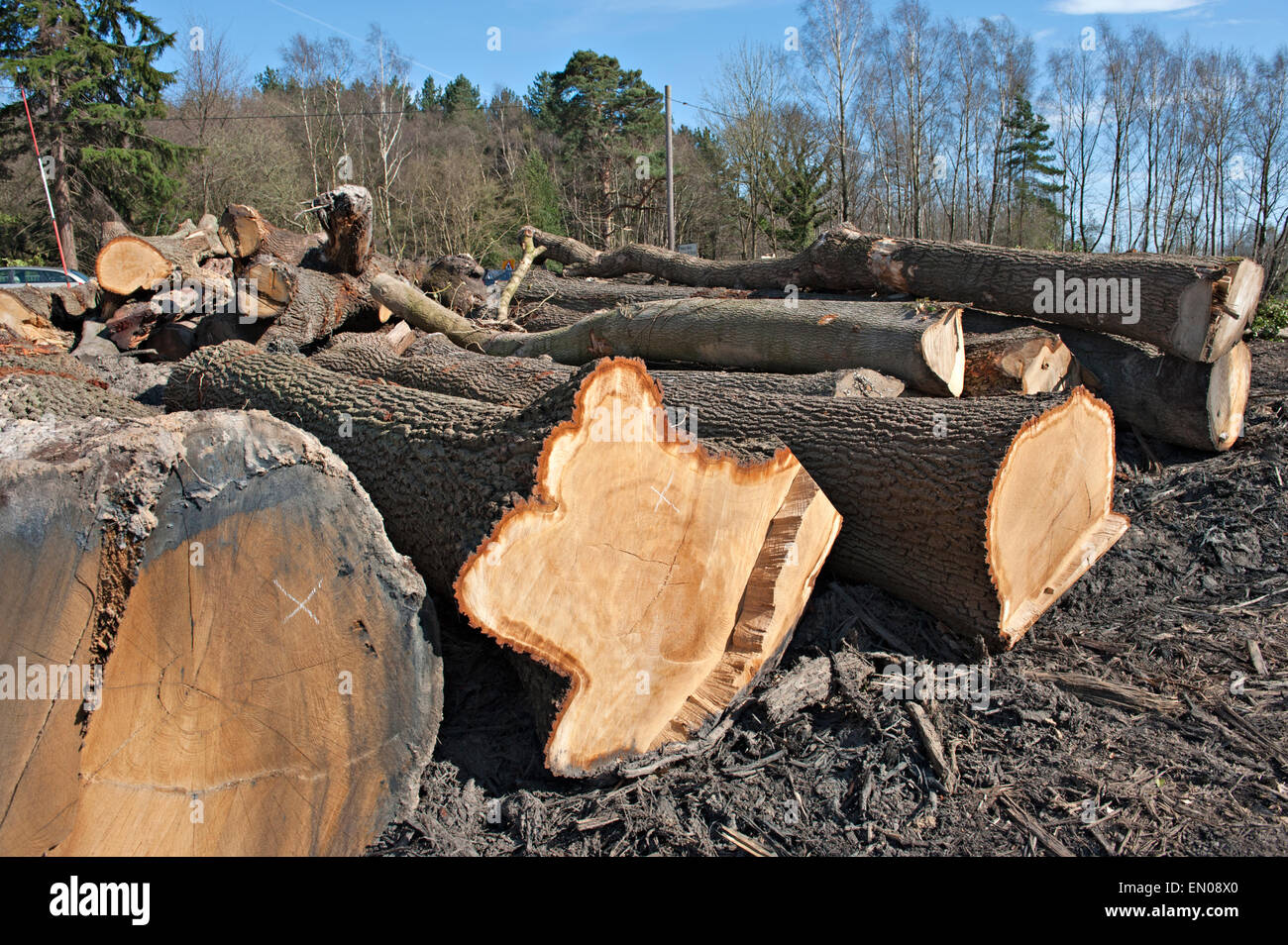 Tree trees trunk trunks hi-res stock photography and images - Alamy