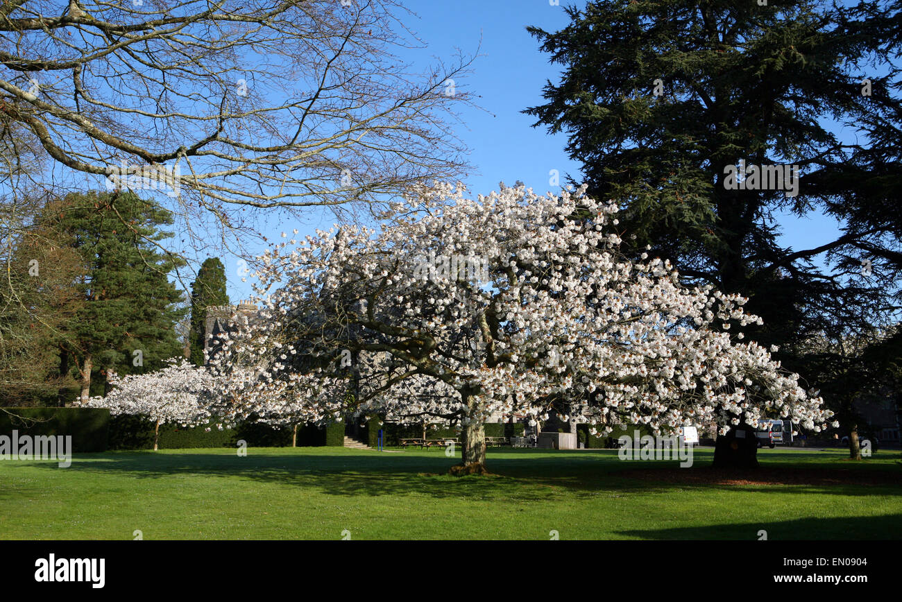 Dartington Hall House and Gardens near Totnes Devon England in Spring ...