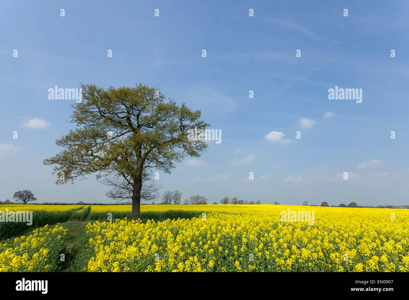 A beautiful field of rapeseed on a sunny spring day outside York, North ...