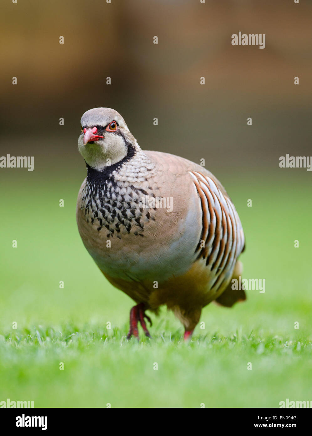 Red-legged Partridge are ornamental game birds introduced into Britain ...