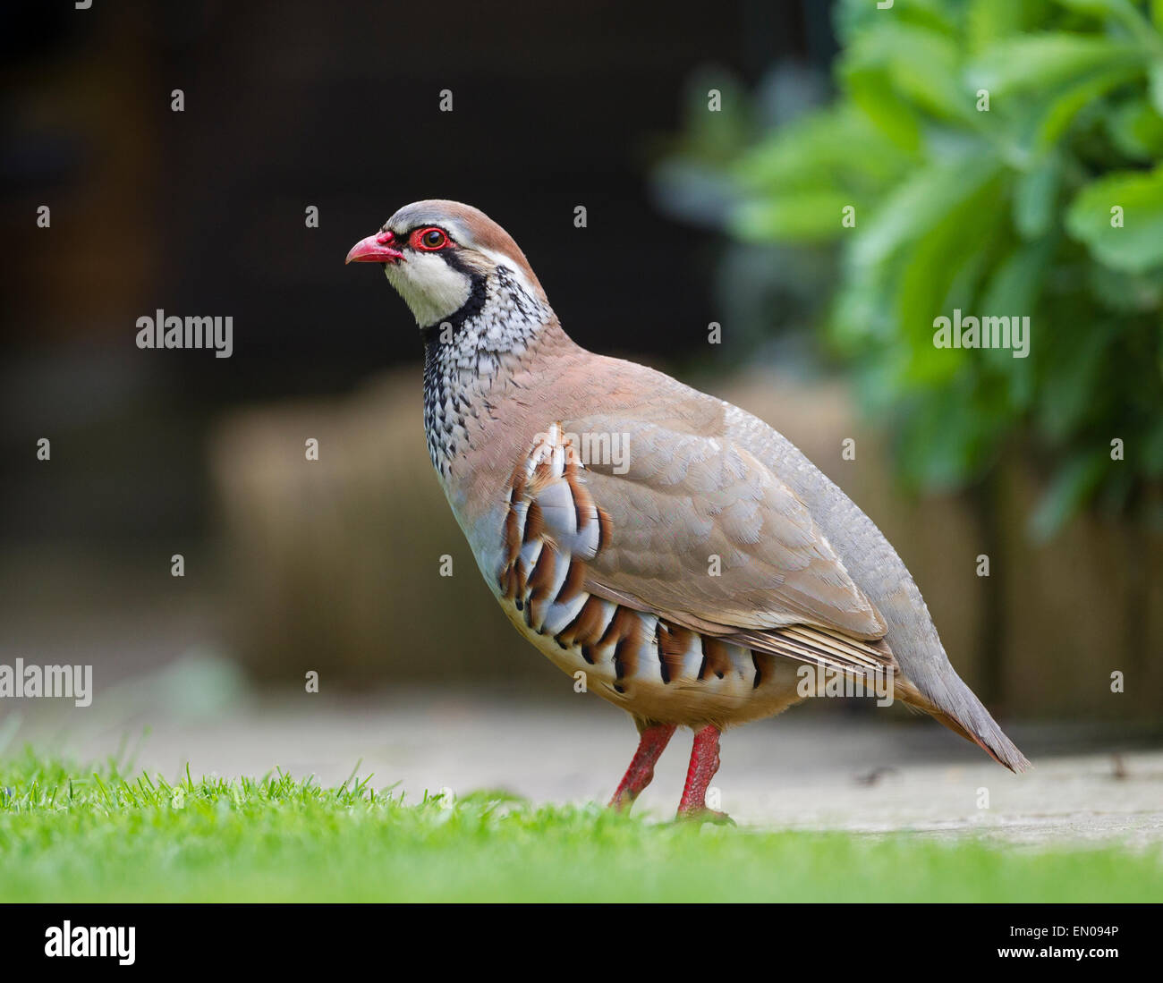 Reared game birds hi-res stock photography and images - Alamy