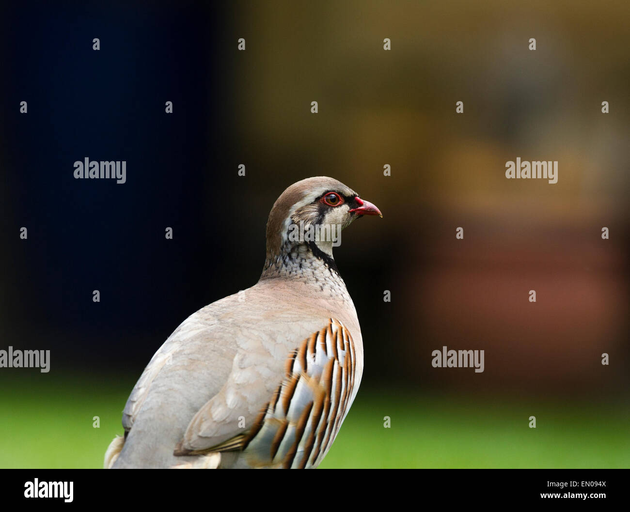 Red-legged Partridge are ornamental game birds introduced into Britain ...