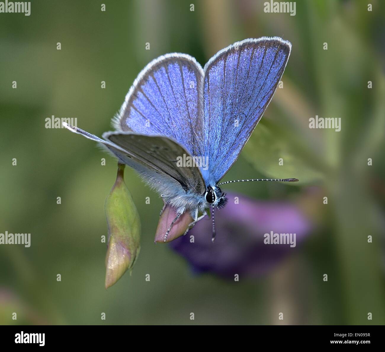 Male Mazarine Blue resting among flowers of Wild Pea Stock Photo - Alamy