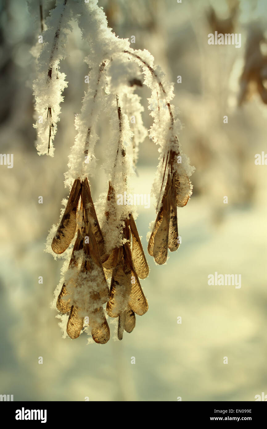 Branch frozen brown autumn hi-res stock photography and images - Alamy