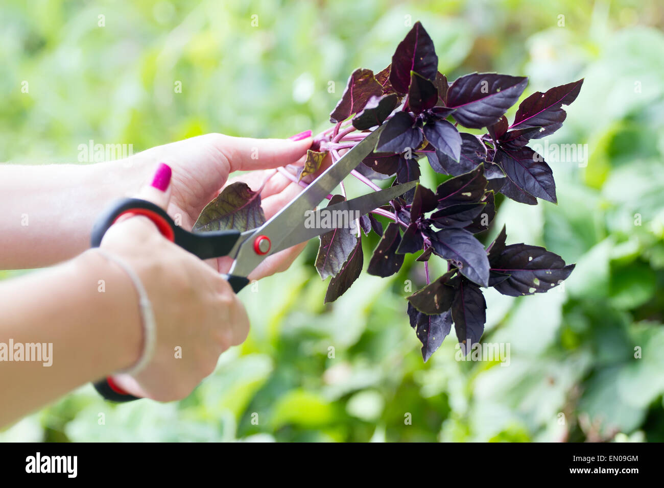 Hand with basil Stock Photo - Alamy