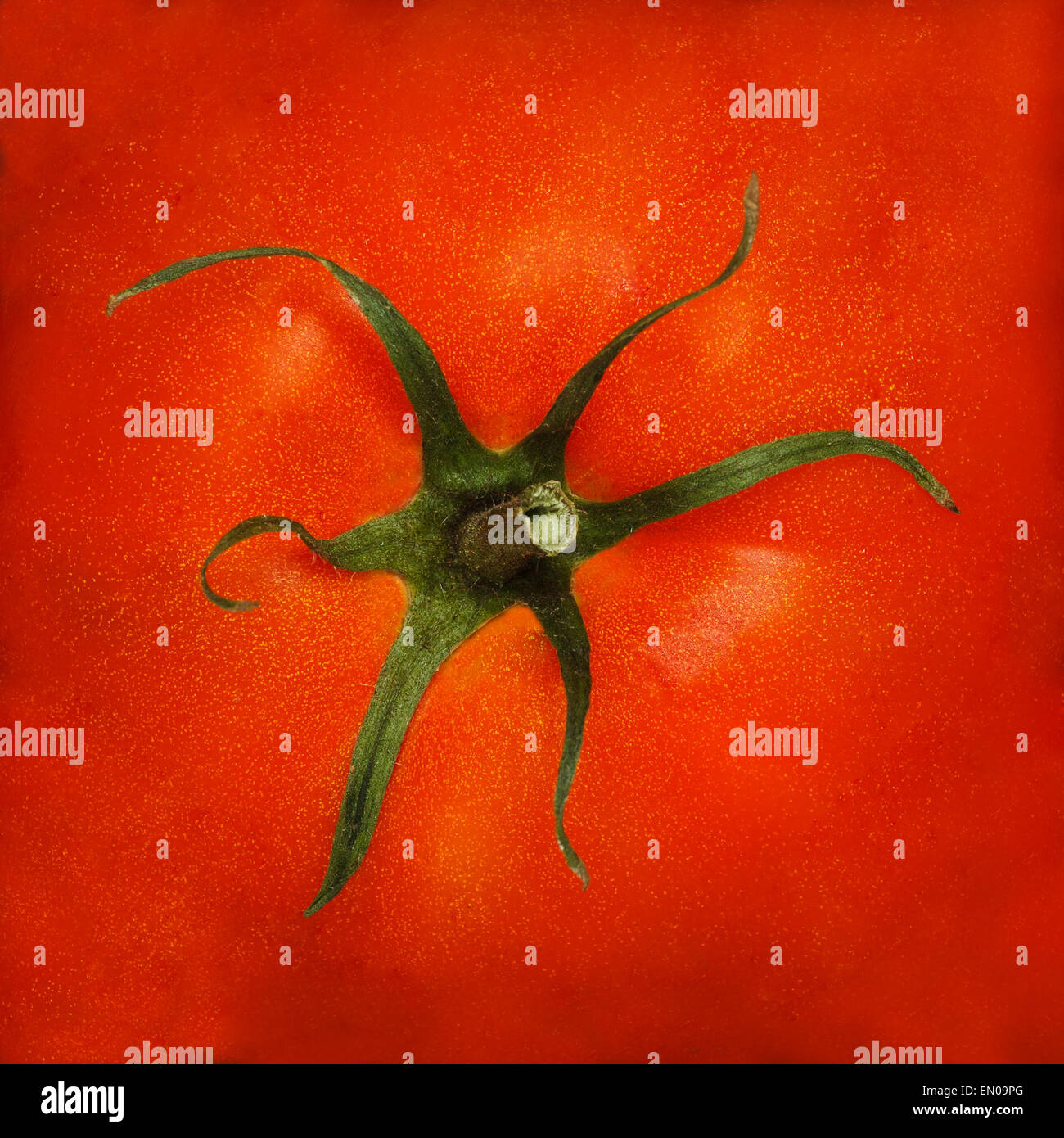 Red tomato background Stock Photo - Alamy