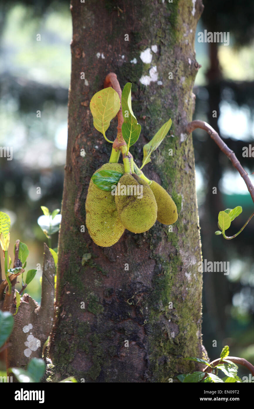 Sri lanka jackfruit hi-res stock photography and images - Alamy