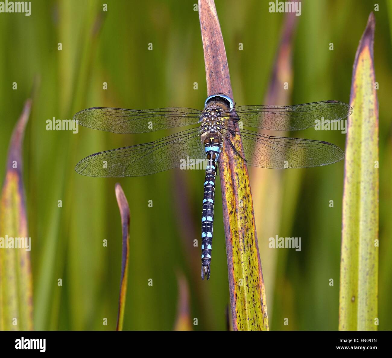 male Aeshna mixta rests among Bullrushes in characteristic vertical ...