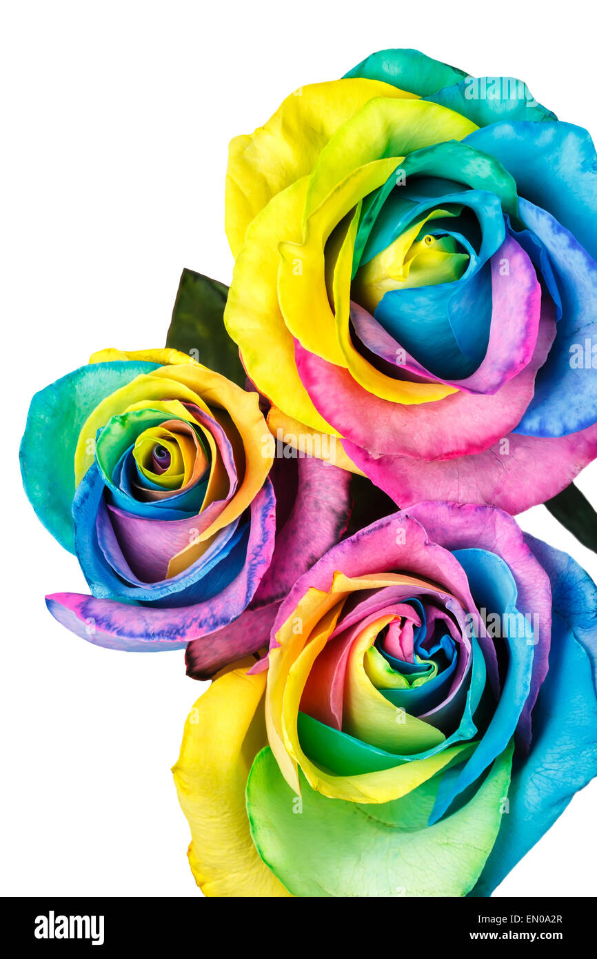 Rainbow roses hi-res stock photography and images - Alamy