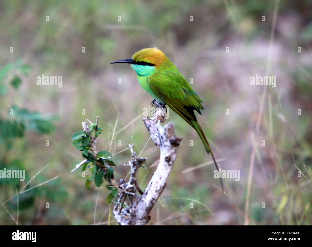 Yala National Park,Sri Lanka: Green Bee Eater Stock Photo - Alamy