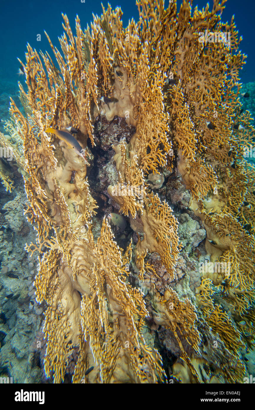 Red sea coral reef Stock Photo - Alamy