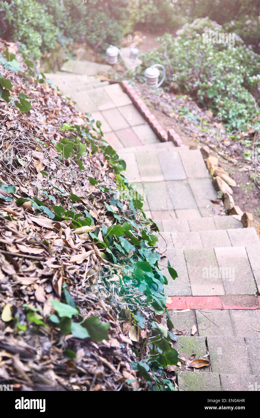 Stone block steps in someone's wild yard leading down into an overgrown ...