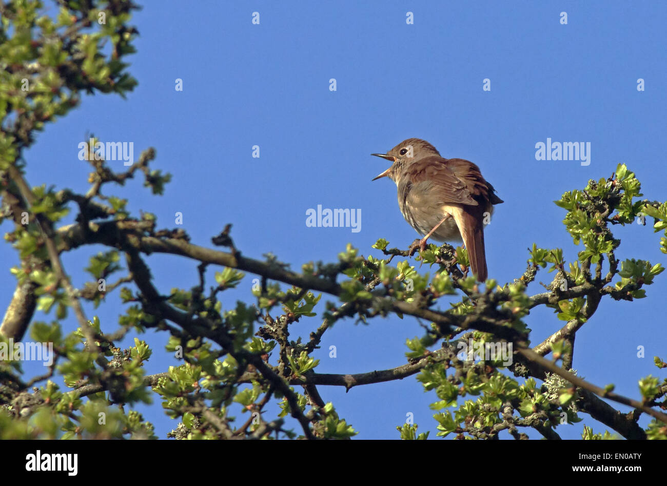 Blue nightingale hi-res stock photography and images - Alamy