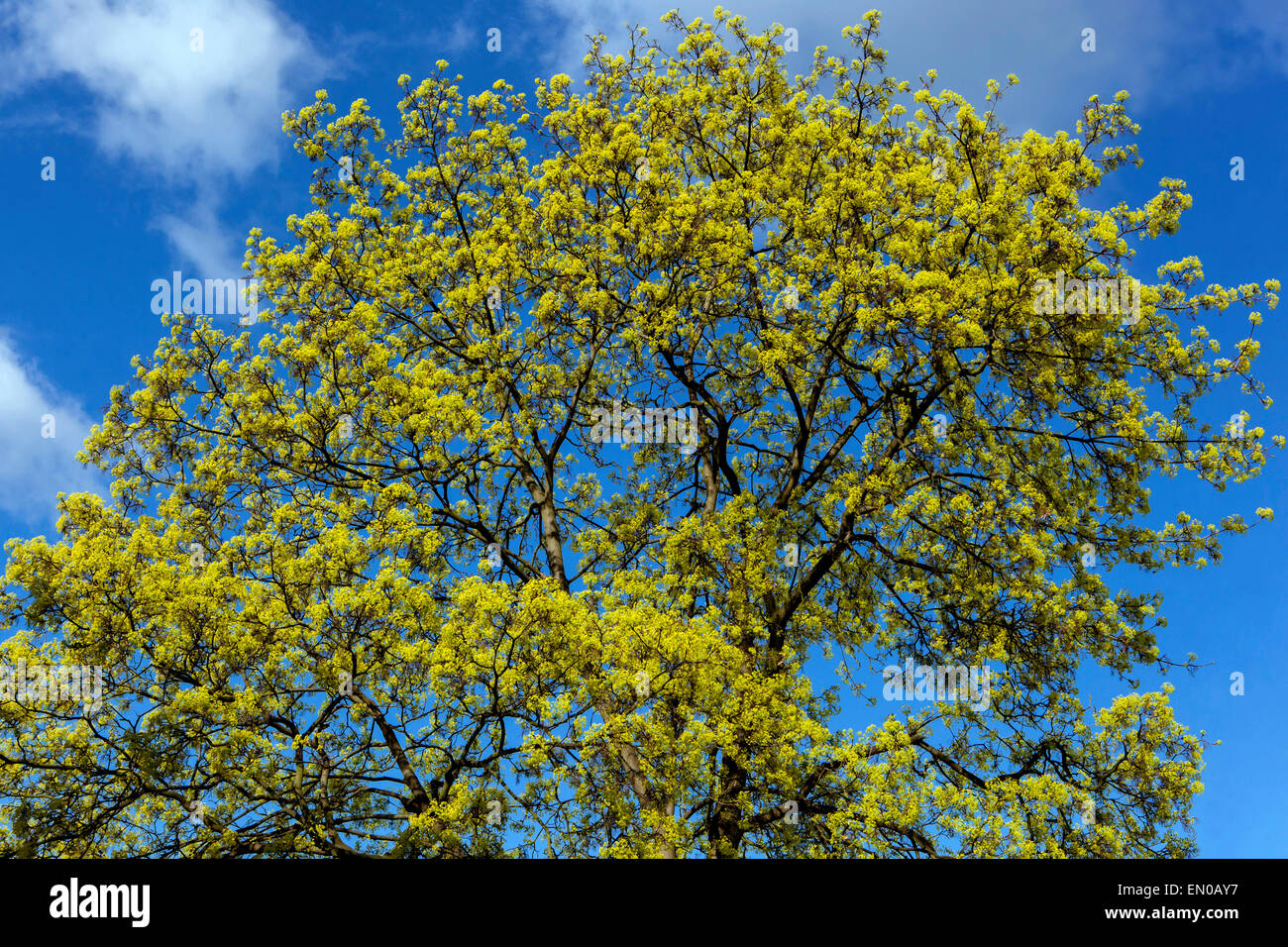Norway maple tree hi-res stock photography and images - Alamy