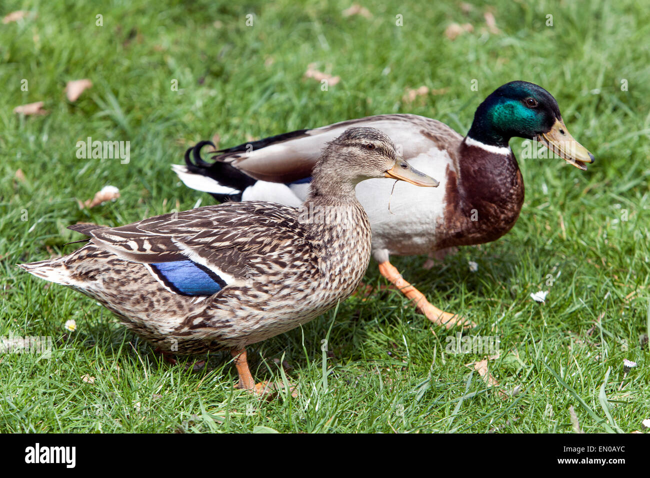 A Pair Of Mallard Duck Walking Anas Platyrhynchos Female And Male