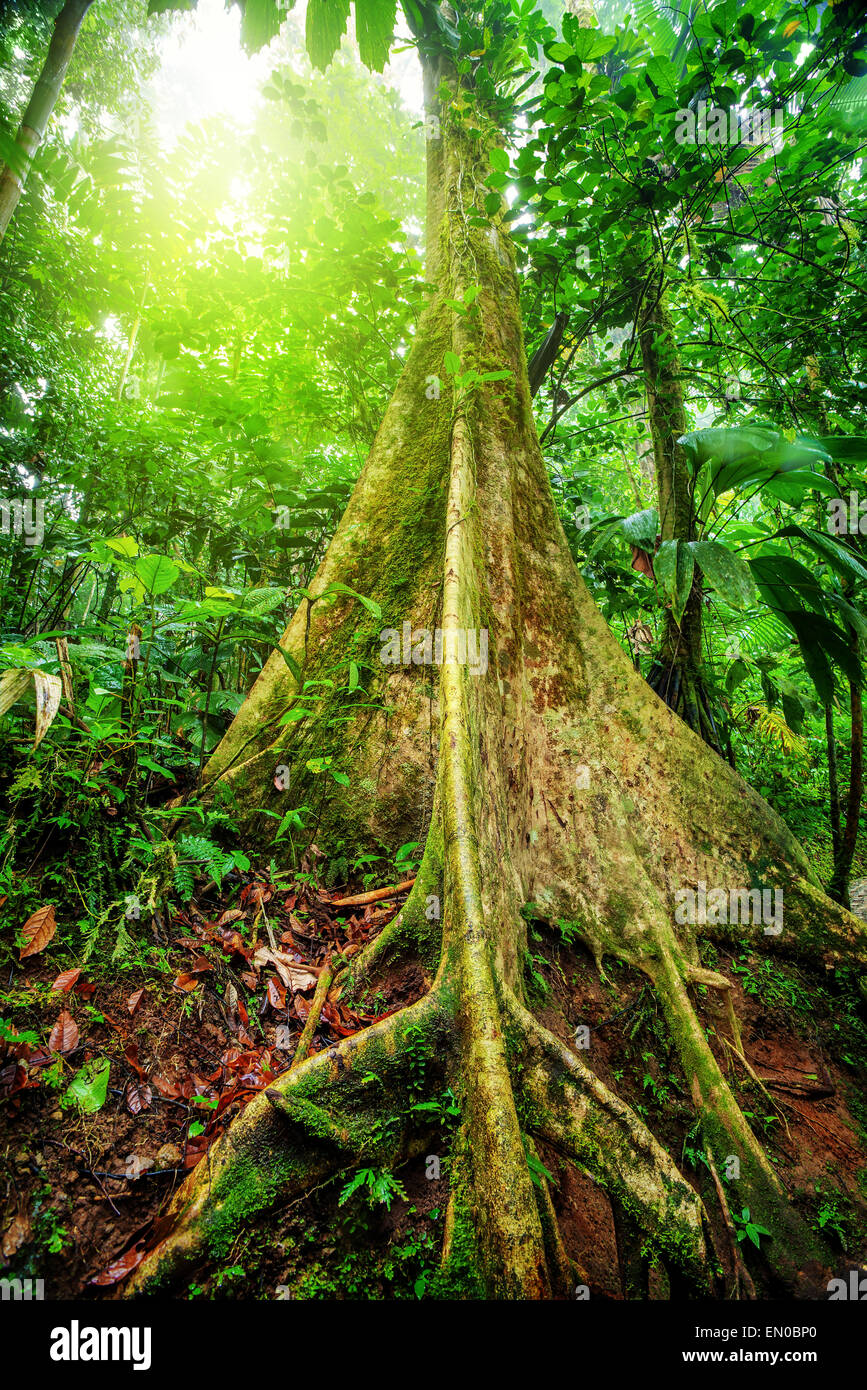 Amazing giant tree in rainforest, bright sunlight through fresh green ...