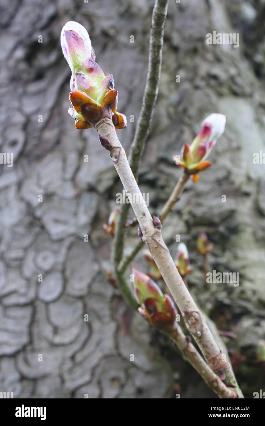 Flower buds on tree branches Stock Photo - Alamy