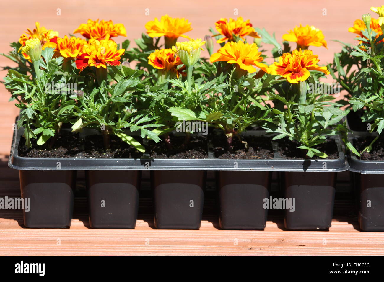 Marigold flowering plants in pots in garden Stock Photo - Alamy