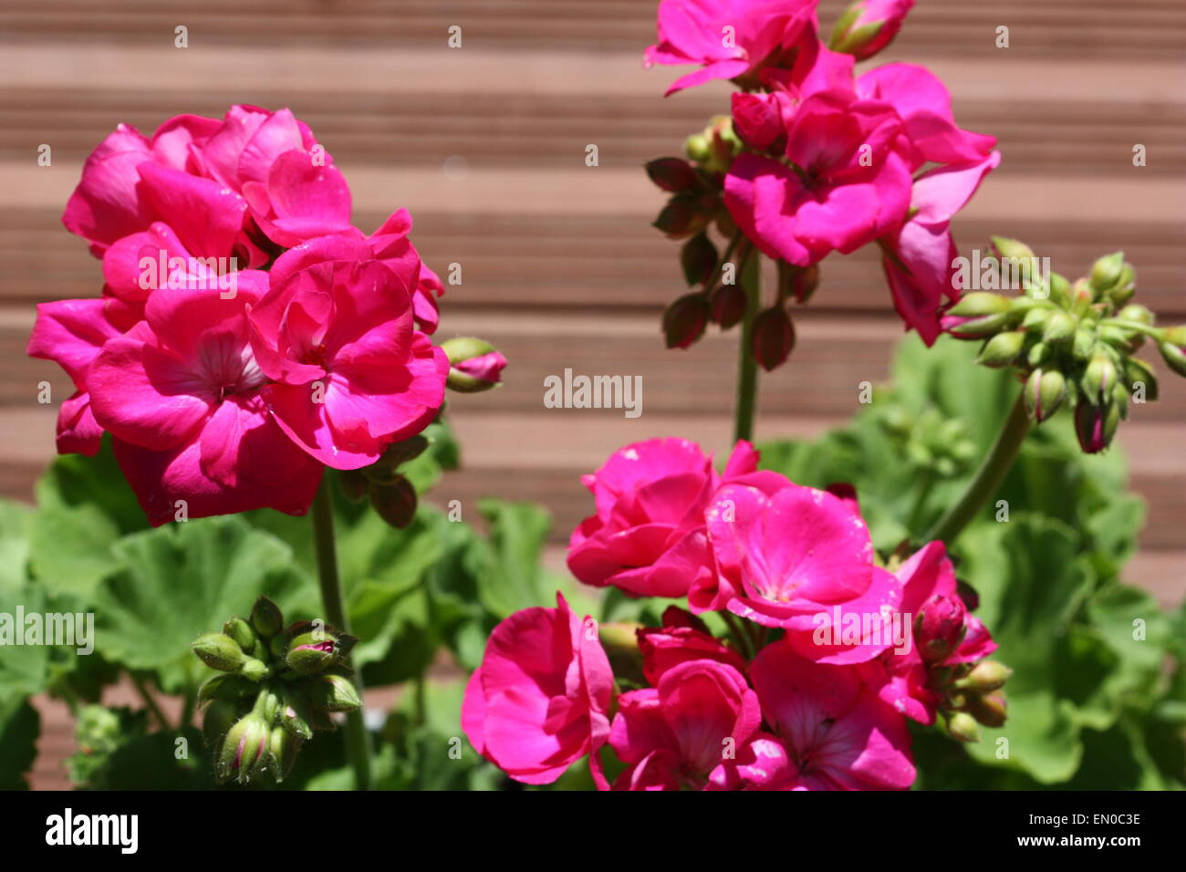 Pink geranium flowers in garden Stock Photo - Alamy