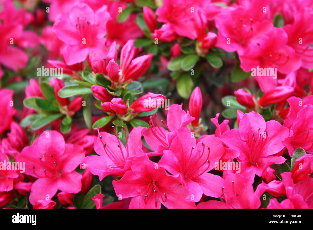 Pink azalea flowers in garden Stock Photo - Alamy