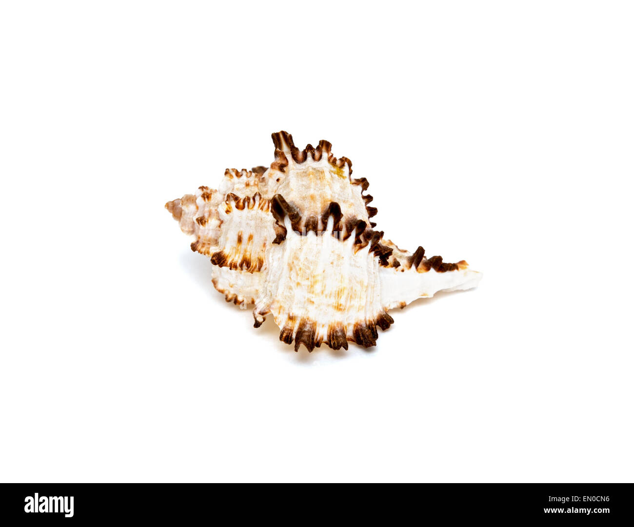 Sea shell with brown spikes Stock Photo - Alamy