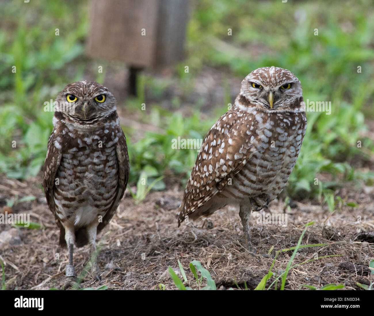 Ground owls hi-res stock photography and images - Alamy