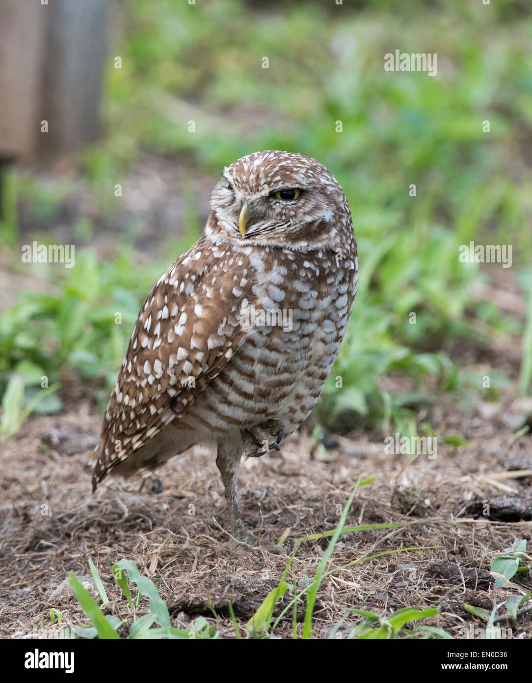 Owl stands hi-res stock photography and images - Alamy
