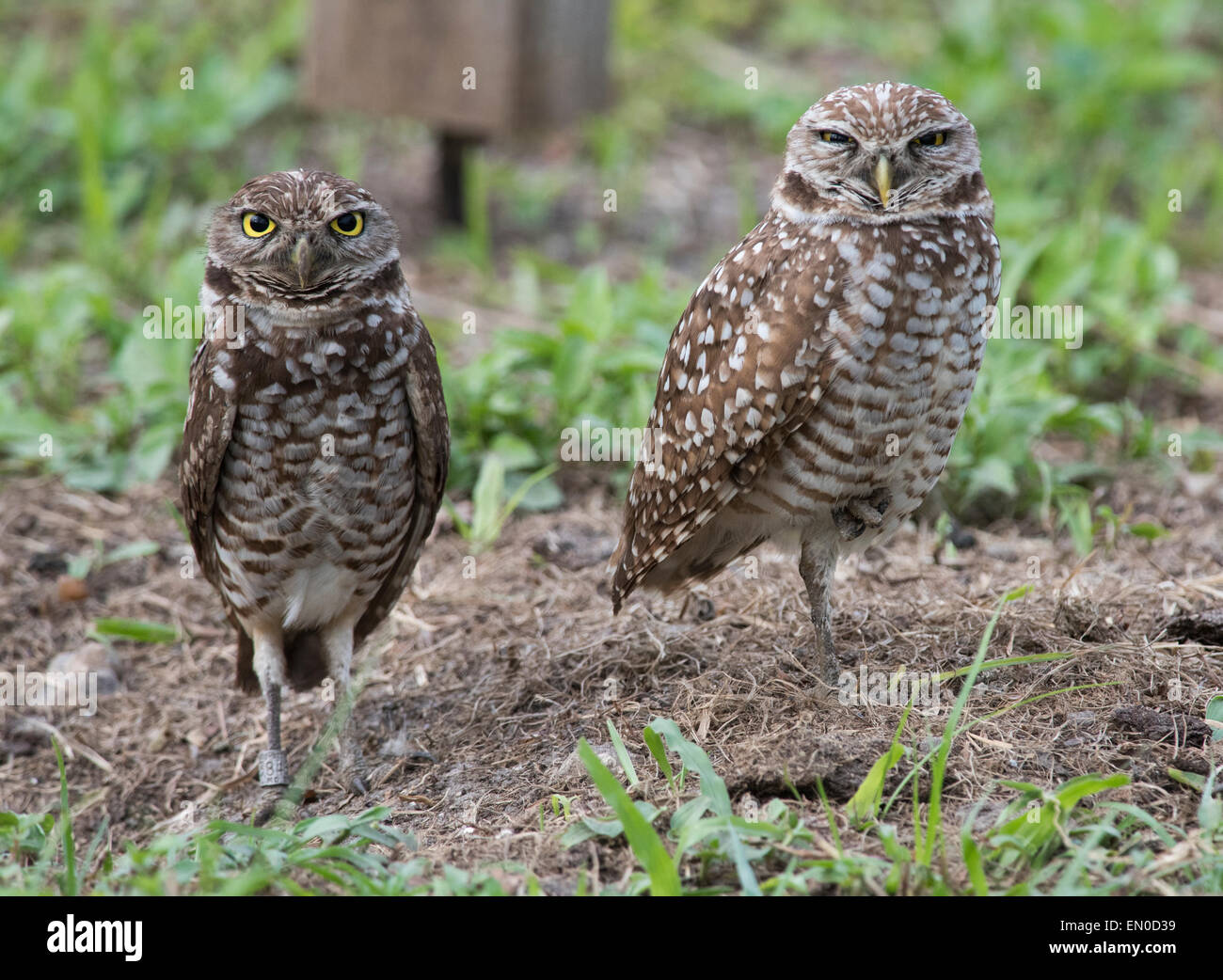 Burrowing owl pair outside the nest Stock Photo - Alamy