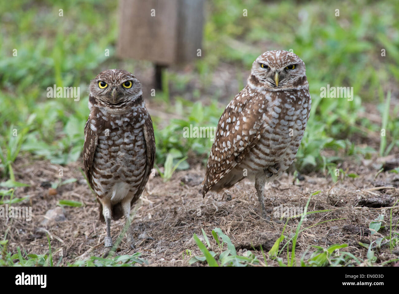 Owls stand hi-res stock photography and images - Alamy