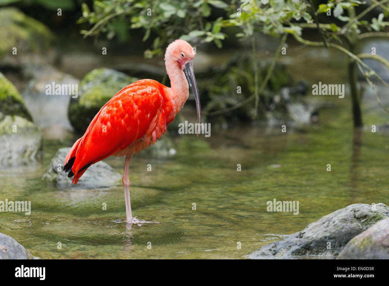Scarlet ibis river hi-res stock photography and images - Alamy