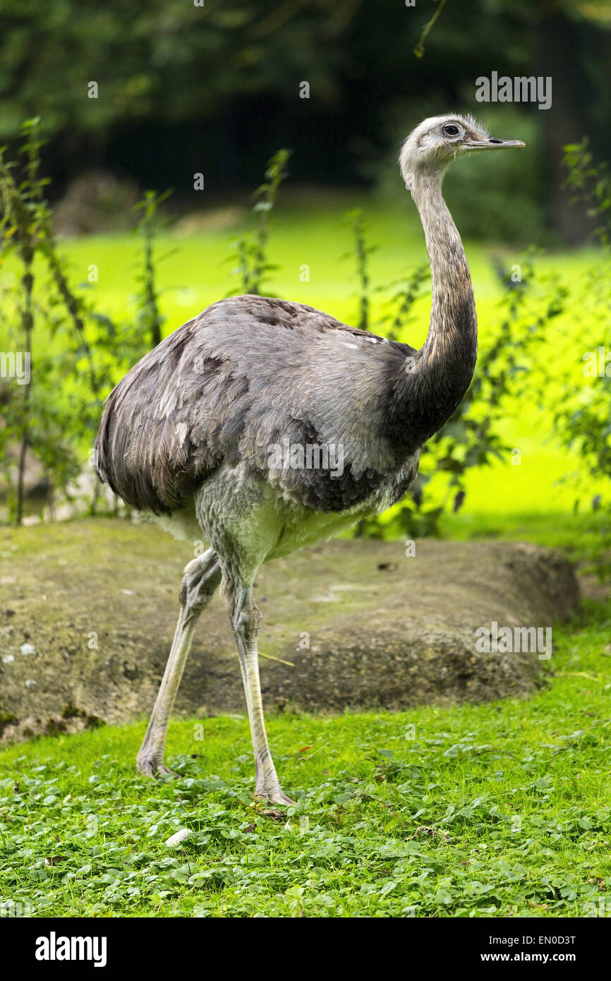 Emu, one of the largest birds Stock Photo - Alamy
