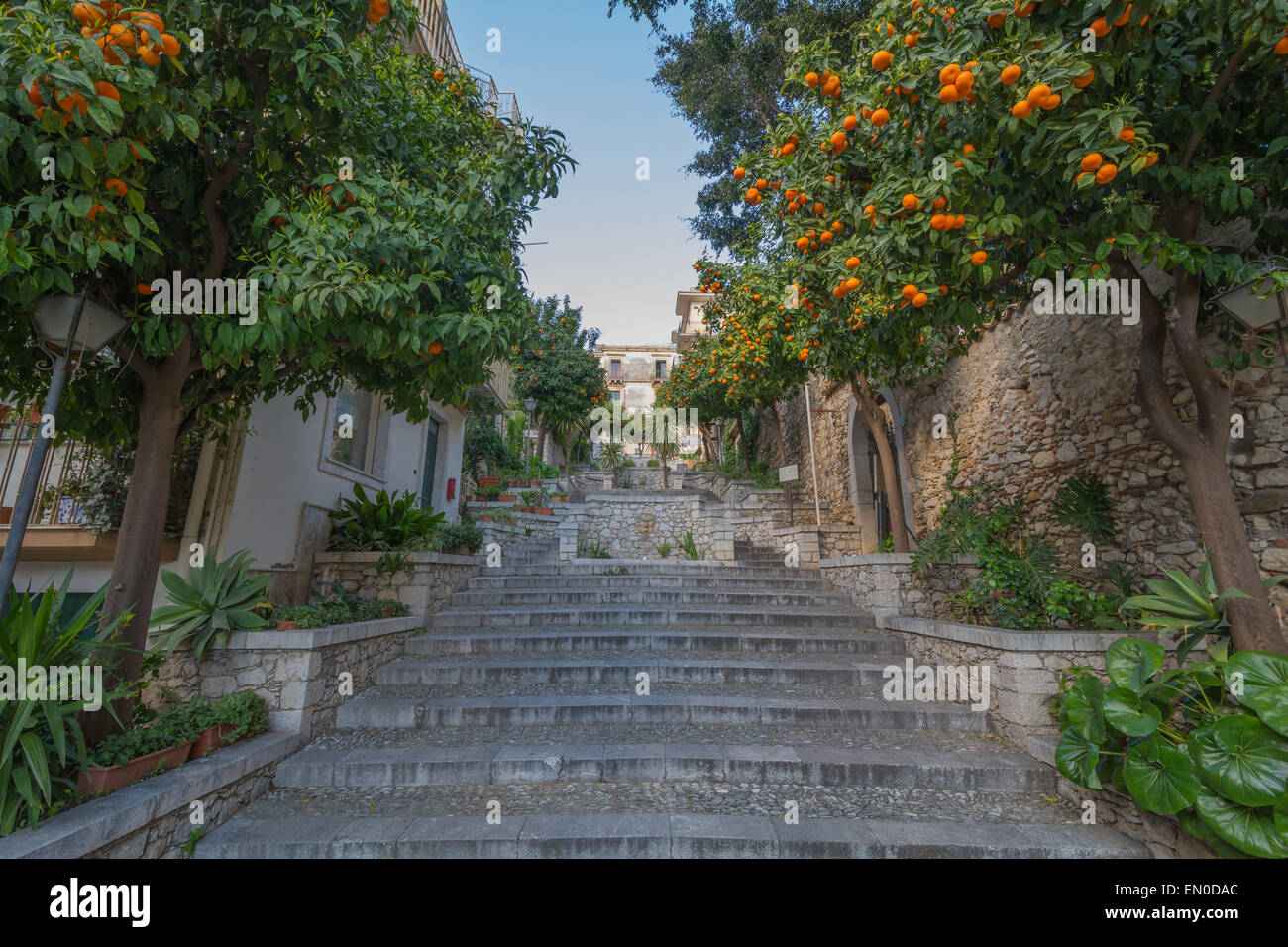Orange trees in taormina,Sicily, Italy Stock Photo - Alamy