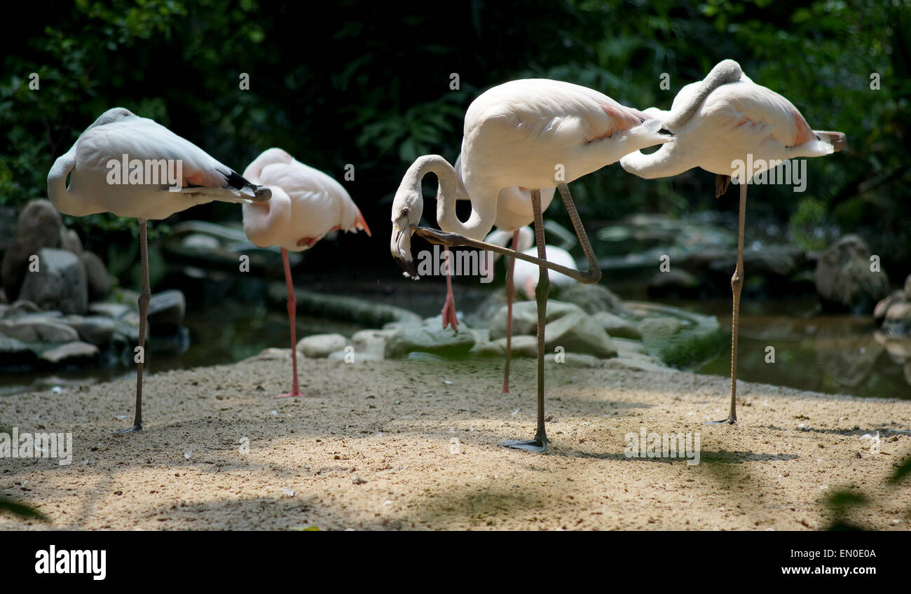 Flamingo hunt hi-res stock photography and images - Alamy