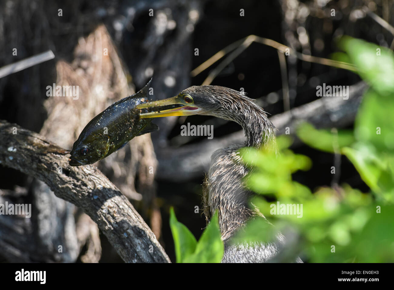 Impales hi-res stock photography and images - Alamy