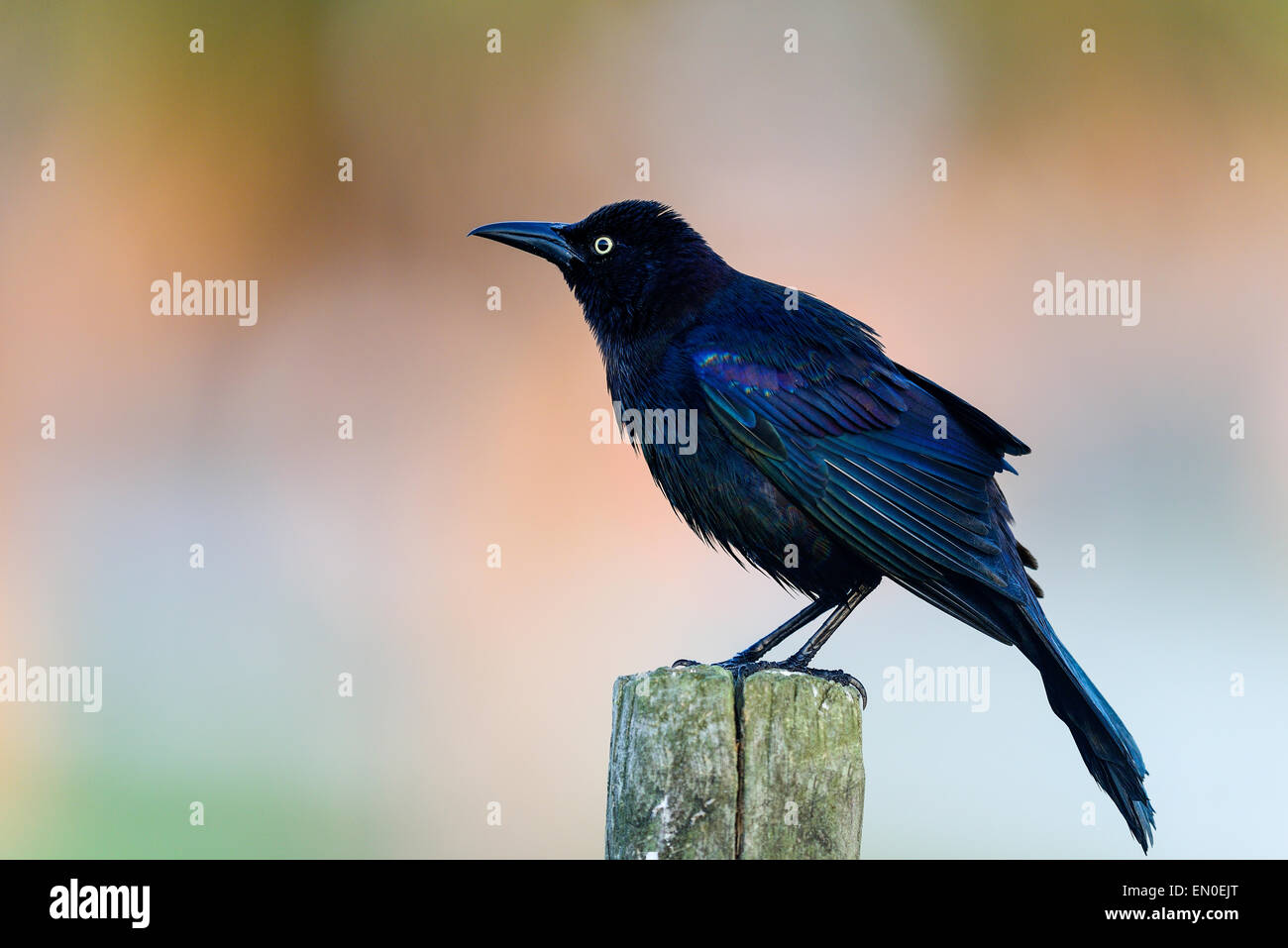 common grackle, viera wetlands Stock Photo - Alamy