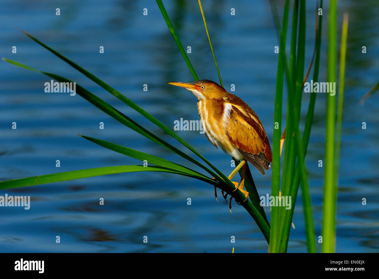 Least bittern hi-res stock photography and images - Alamy