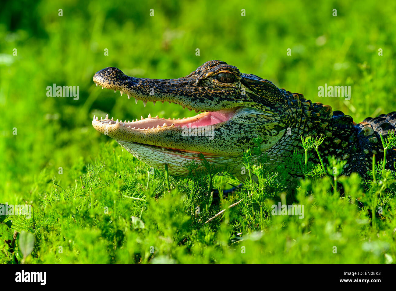 american alligator, viera wetlands Stock Photo - Alamy