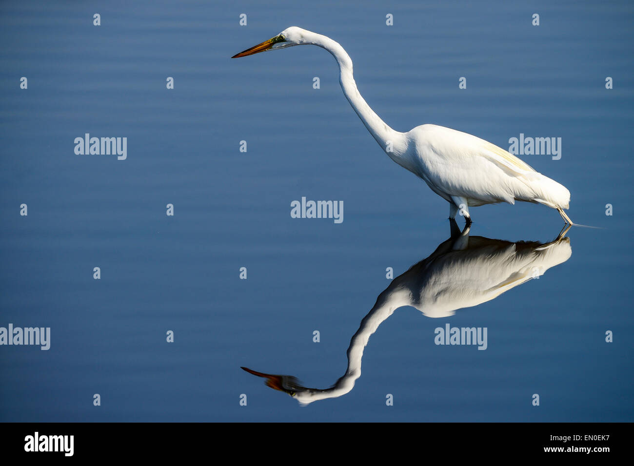 Great white egret standing still hi-res stock photography and images ...