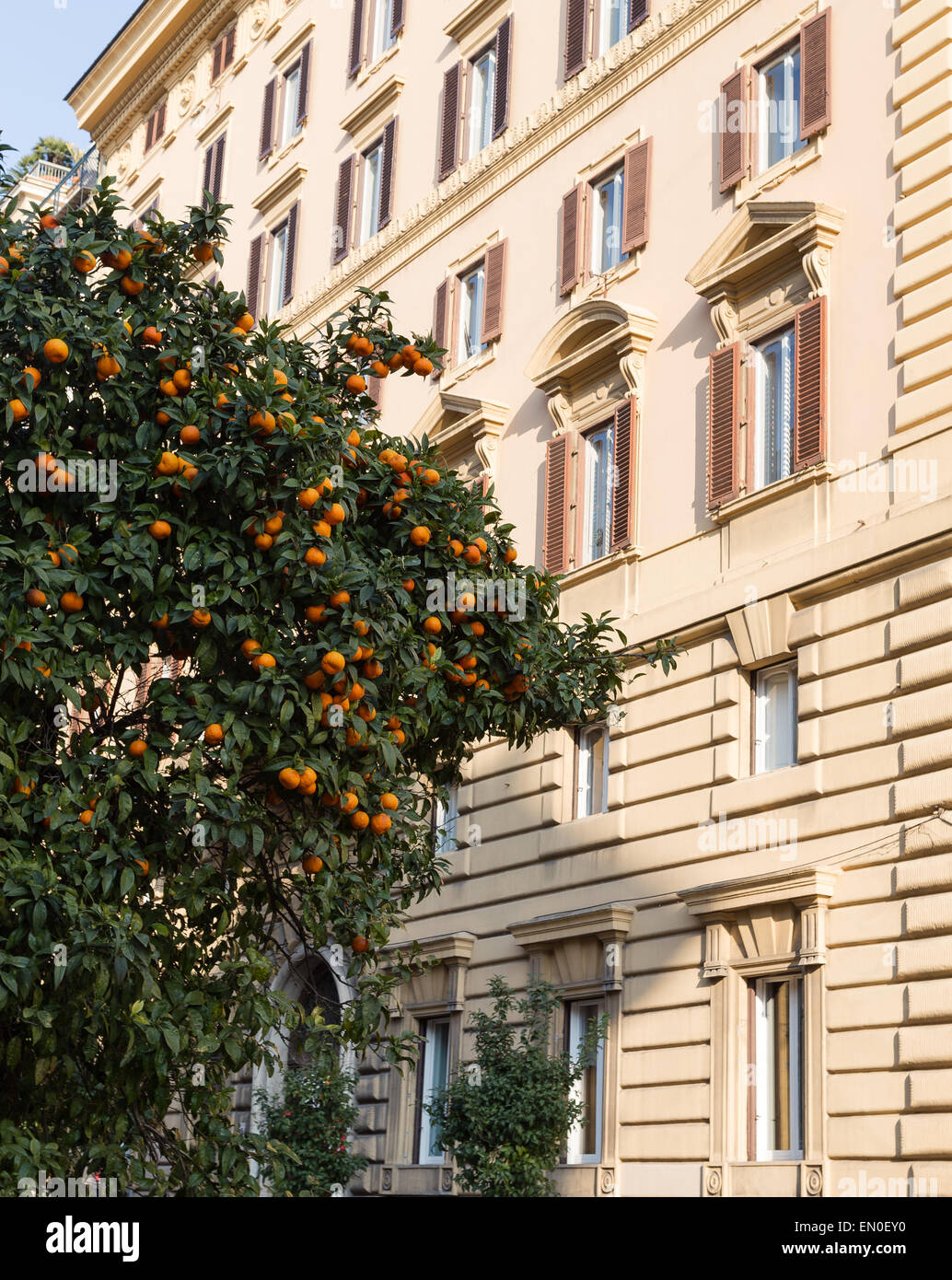 Orange trees on a street in Rome with buildings in the background Stock ...