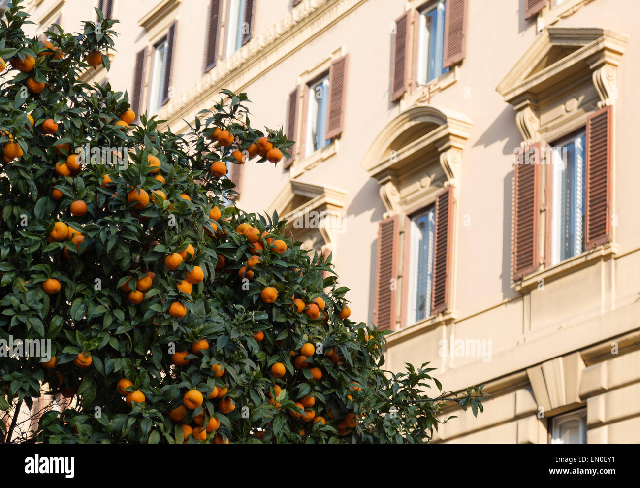 Orange trees on a street in Rome with buildings in the background Stock ...