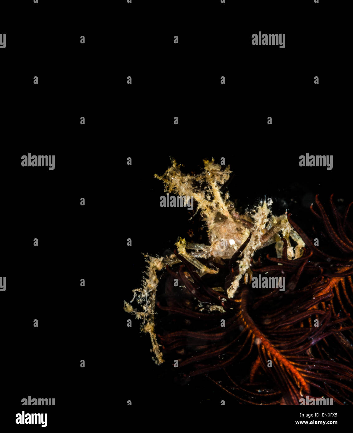 Arrow crab in a feather star Stock Photo - Alamy