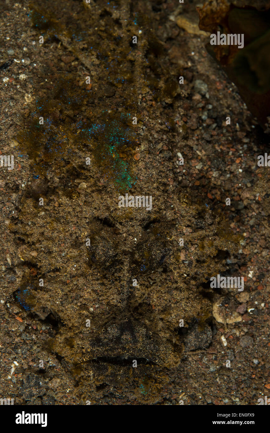 Common stargazer hidden in plain sight Stock Photo - Alamy