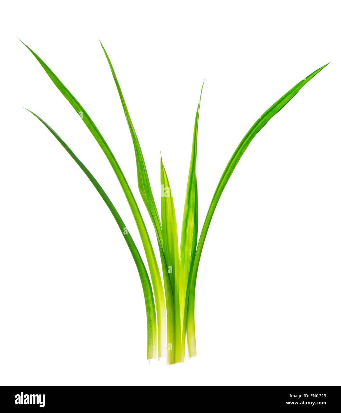 Fresh Pandan leaves isolated on white background, also known as ...