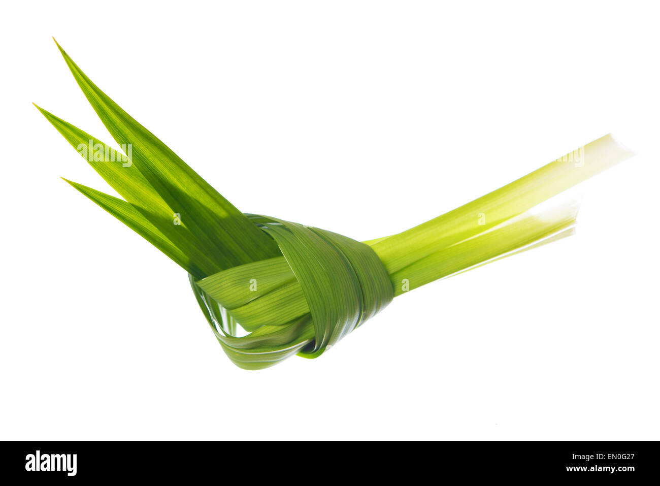 Fresh Pandan leaves isolated on white background, also known as Pandom ...